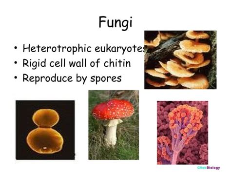 Classification And Keys Ppt