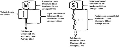 Figure 1 From Clostridioides Difficile Phage Biology And Application Semantic Scholar