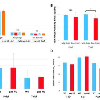 Structural And Functional Characterization Of The Gne Knockout Larvae