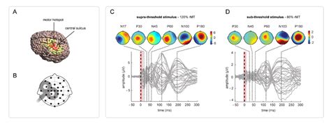 Tms Eeg Over The Primary Motor Cortex Targeting M1 A Magnetic