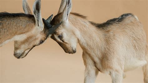 Iac In Azure Bicep Or Terraform State