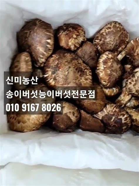 중국백두산지역 핀 송이버섯입니다 실중량은 900그램입니다 Youtube