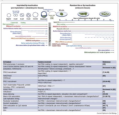 Figure 2 From X Inactivation And The Complexities Of Silencing A Sex