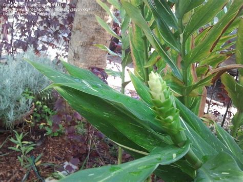 Tropicals Tender Perennials Tropical Plants By Dyzzypyxxy