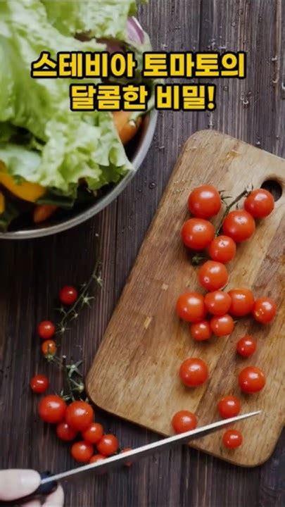 스테비아 토마토의 달콤한 비밀 Youtube