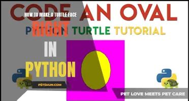 Moving Turtles In Python Guide To Get Them Going Petshun