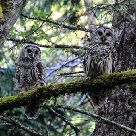 Are Barred Owls Friendly Diy Seattle