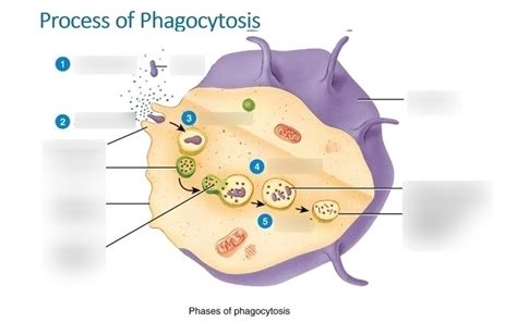 Phagocyte Diagram