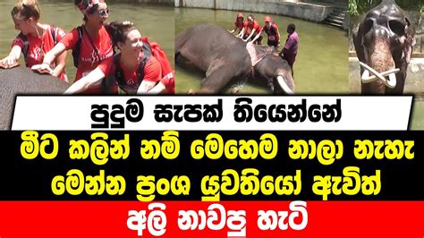 පුදුම සැපක් තියෙන්නේ මීට කලින් නම් මෙහෙම නාලා නැහැ මෙන්න ප්‍රංශ යුවතියෝ ඇවිත් අලි නාවපු හැටි