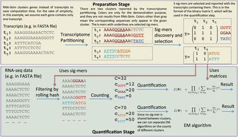rna skim a rapid method for rna seq quantification at transcript