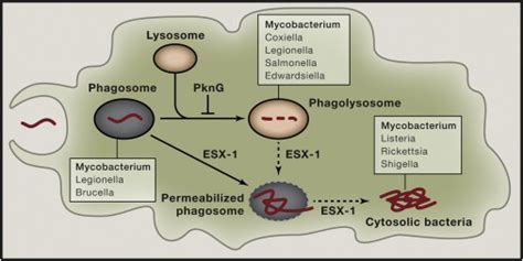Host Evasion And Exploitation Schemes Of Mycobacterium Tuberculosis Cell