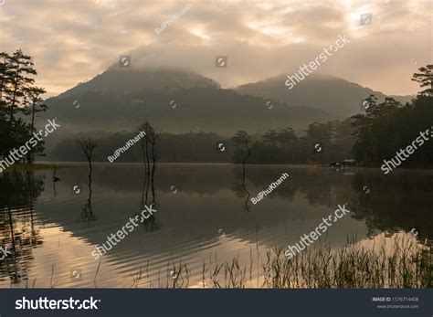 Naked Tree Reflection On Fog Lake Stock Photo Shutterstock