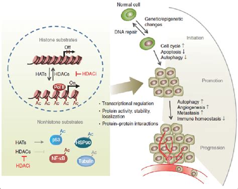 A Simplistic Illustration Of The Diverse Functions Of Hdacs And Hdaci