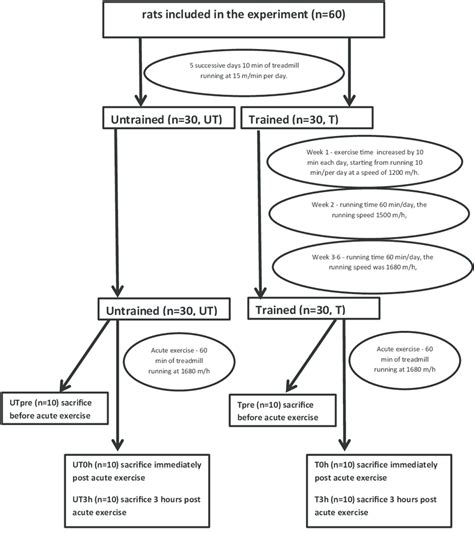 Experimental Scheme Download Scientific Diagram