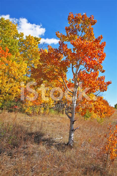 Picturesque Autumn Trees With Yellow Foliage Stock Photo Royalty Free FreeImages