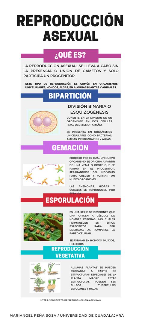ReproducciÓn Asexual Apuntes De Clase Tecnicas De Enseñanza