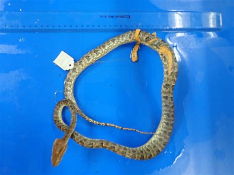 原矛头蝮 标本图片库 武陵山区生物多样性综合科学考察
