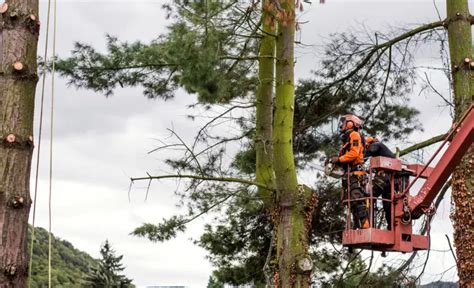 Tree Trimming Buffalo NY Nearby Areas Proza Tree Service