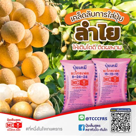 💡 เคล็ดลับการใส่ปุ๋ยลำไย ปุ๋ยเต็มสูตร ตราหัววัว คันไถ