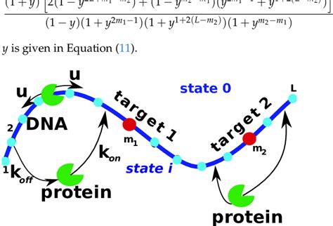 A Schematic View Of The Discrete State Stochastic Model Of The Protein