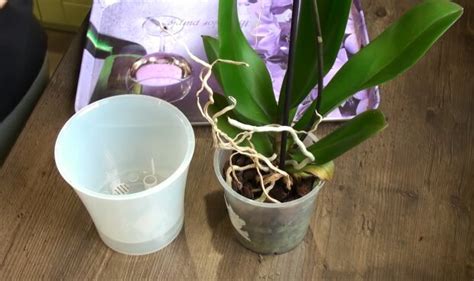 Коли і як правильно пересадити орхідею якщо вона перестала цвісти Читайте на Ukr Net