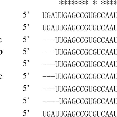 Multiple Sequence Alignment Of Mature Mir171s With Clustalx Identical