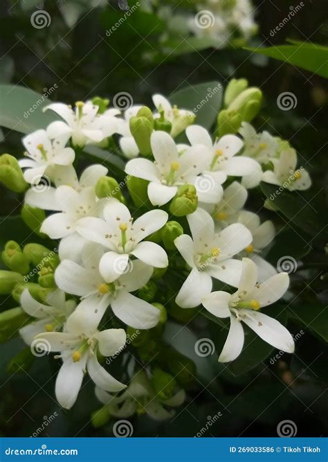 Photos Of Murraya Paniculata Flowers Or Yellow Flowers With Lush