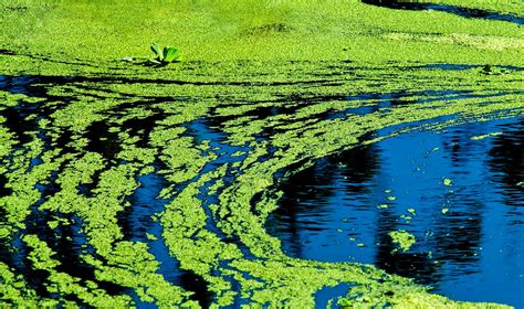 Cyanobacteria What Is Blue Green Algae And Why Is It Closing Beaches