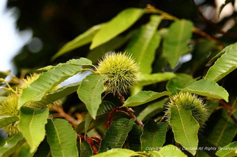 [식물]밤나무 식물 생물종 Bric