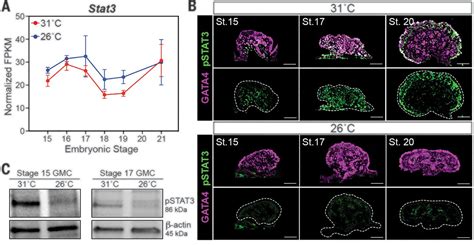Temperature Dependent Sex Determination Is Mediated By Pstat3 Repression Of Kdm6b Science