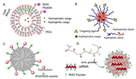 Integrin Targeted Organic Nanoparticles Nps A Liposomes B Download Scientific Diagram