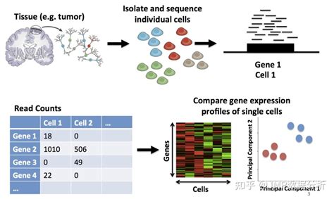 一文了解单细胞rna测序的可视化与统计分析如何更简单高效 知乎