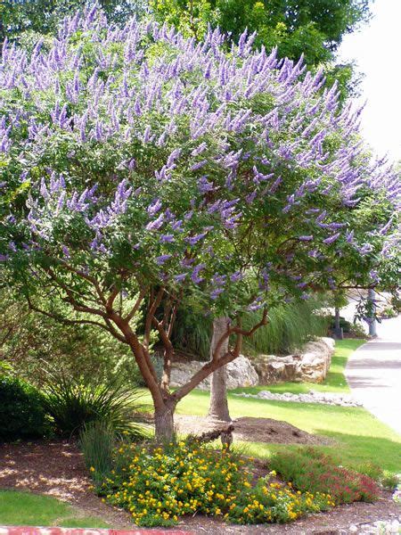 Best Drought Resistant Trees Images On Pinterest Landscaping Ideas Backyard Ideas And