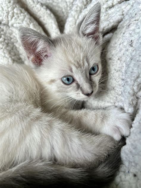 New Kitten She Looks Like A Lynx Rlynxpointsiamese