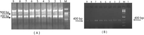 Nested Pcr With Cdna Was Achieved From Extracted Rna To Amplify Vhh