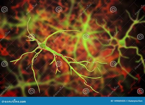 Astrocytes Brain Glial Cells Stock Illustration Illustration Of Nervous Grey 149069435