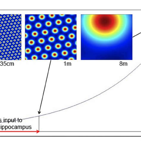 The Spatial Frequency Of Grid Cells As A Function Of Distance Along The Download Scientific