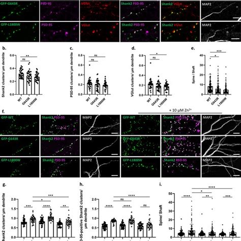 Mutations Affecting Key Domains Of Shank2 A Domain Structure Of A Download Scientific Diagram
