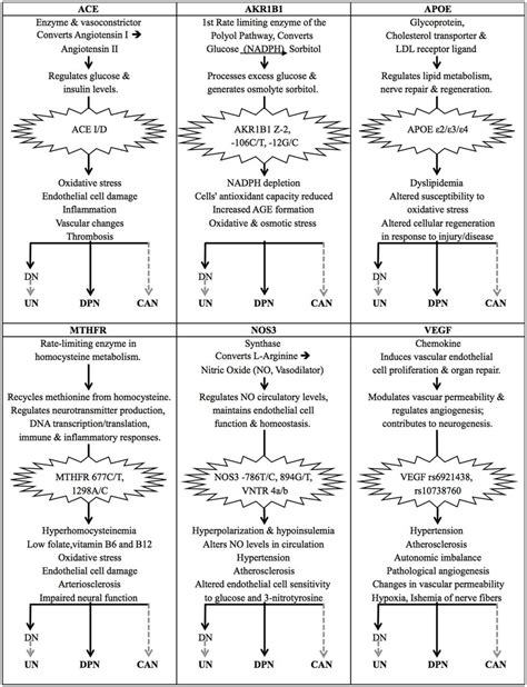The Effects Of Common Genetic Variants Implicated In The Diabetic Download Scientific Diagram