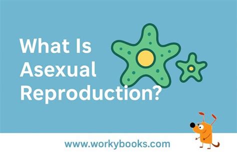 Asexual Reproduction Definition Types And Advantages Workybooks