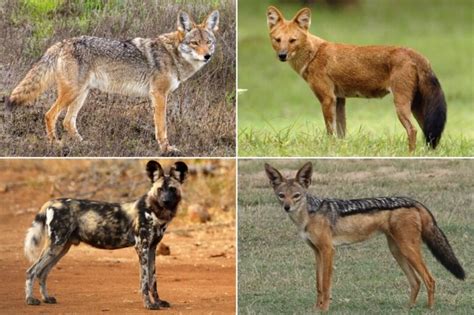 Domestication Of Dogs From Wolves To Our Canine Companions