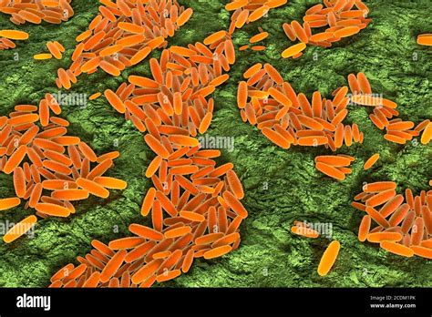 Pasteurella Multocida Human Infection