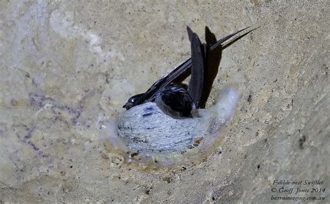 Edible Nest Swiftlet Aerodramus Fuciphagus Barraimaging Edible Nest Swiftlet Aerodramus Fuciphagus Barraimaging