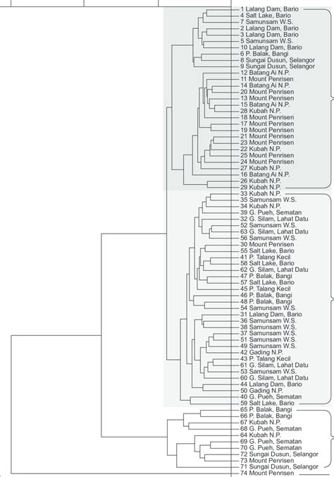 upgma cluster analysis of cynopterus spp download scientific diagram