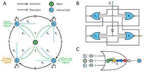 Rational Design Of A Genetic Finite State Machine Combining Biology