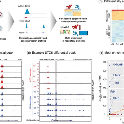 Assay For Transposase Accessible Chromatin Atac Seq Profiling Of αtc1 Download Scientific