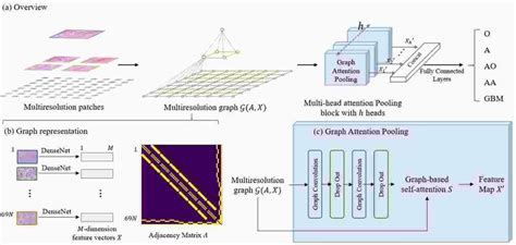 The Framework Of The Proposed Multi Resolution Graph Multi Head