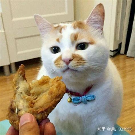 猫咪“喜欢”什么你知道吗？这6件事，你做得越多越好 知乎