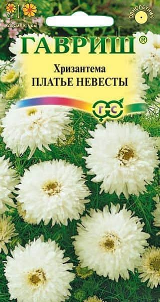Хризантема Платье невесты: описание сорта, характеристики, особенности ...