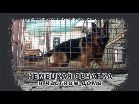 НЕМЕЦКАЯ ОВЧАРКА в частном доме: вольер, будка, уход, содержание ...